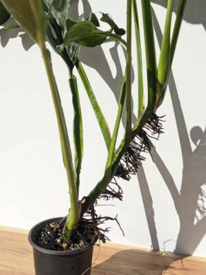 HUGE Monstera Dissecta Fairchild in 4″ pot (Actual Plant First Photos ...
