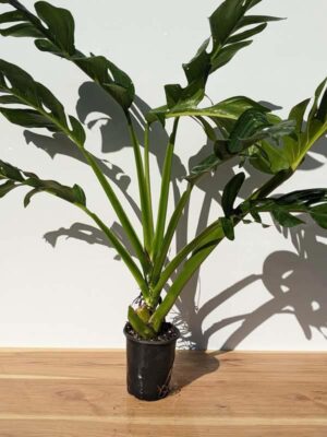 HUGE Monstera Dissecta Fairchild in 4″ pot (Actual Plant First Photos ...