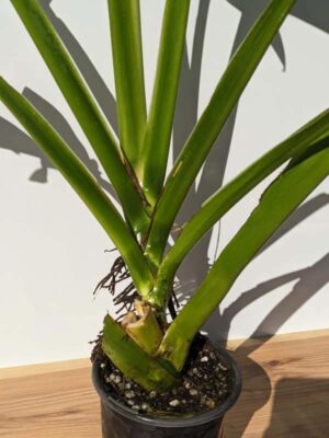 HUGE Monstera Dissecta Fairchild in 4″ pot (Actual Plant First Photos ...