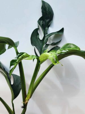 HUGE Monstera Dissecta Fairchild in 4″ pot (Actual Plant First Photos ...
