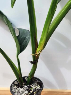 HUGE Monstera Dissecta Fairchild in 4″ pot (Actual Plant First Photos ...