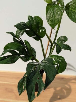 HUGE Monstera Dissecta Fairchild in 4″ pot (Actual Plant First Photos ...