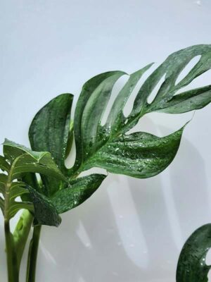 HUGE Monstera Dissecta Fairchild in 4″ pot (Actual Plant First Photos ...