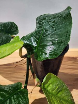 Lg. Monstera Dubia Plant in 4″ pot (Actual Plant First Photos) – Kens ...