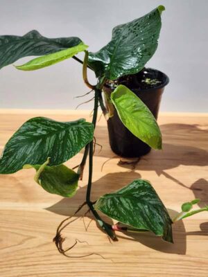 Lg. Monstera Dubia Plant in 4″ pot (Actual Plant First Photos) – Kens ...