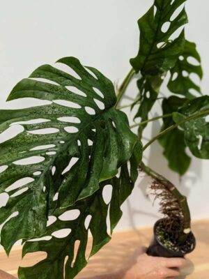 MATURE! HUGE Monstera Dubia Plant in 4″ pot (Actual Plant First Photos ...