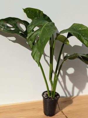 VERY RARE Monstera Praetermissa in 4″ Round Pot (Actual Plant First ...