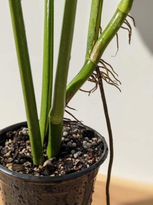 VERY RARE Monstera Praetermissa in 4″ Round Pot (Actual Plant First ...