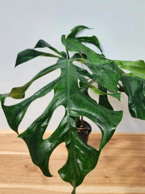 Very Rare, Monstera Punctulata in 4″ Round (Actual Plant First Pics ...