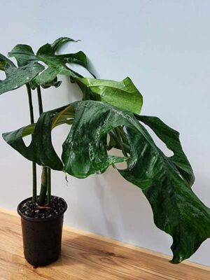 Very Rare, Monstera Punctulata in 4″ Round (Actual Plant First Pics ...