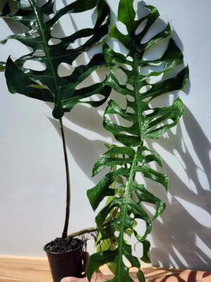 Very Rare, Monstera Punctulata in 4″ Round (Actual Plant First Pics ...