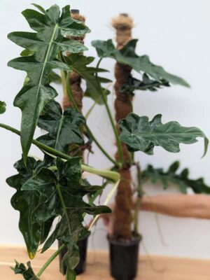 Lg Philodendron Bob Cee Plant in 4” pot (Similar To First Photos ...