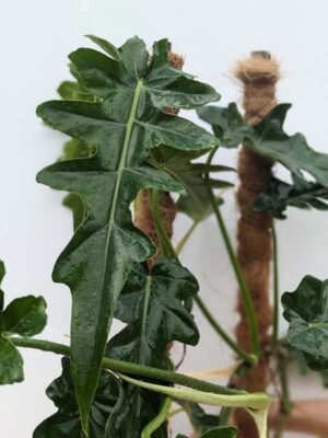 Lg Philodendron Bob Cee Plant in 4” pot (Similar To First Photos ...