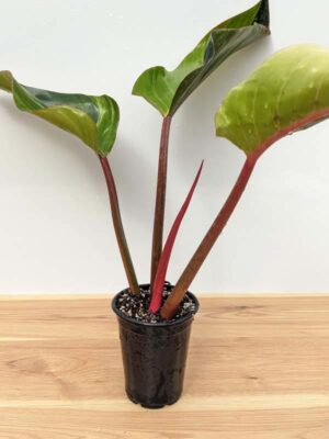 NEW RELEASE! Philodendron Firebird Plant in 4″ Round Pot (Actual Plant ...