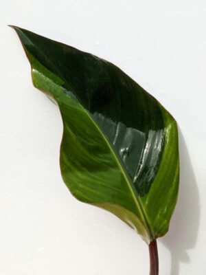 NEW RELEASE! Philodendron Firebird Plant in 4″ Round Pot (Actual Plant ...