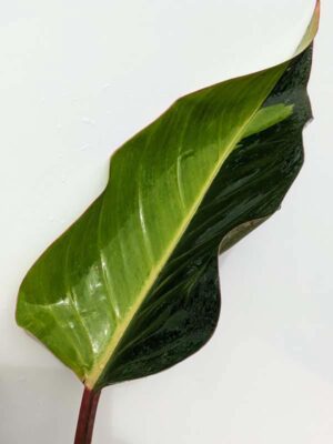 NEW RELEASE! Philodendron Firebird Plant in 4″ Round Pot (Actual Plant ...