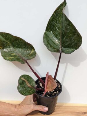 HUGE Philodendron Orange Princess in 4″ pot (Actual Plant First Photos ...