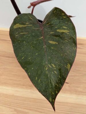 HUGE Philodendron Orange Princess in 4″ pot (Actual Plant First Photos ...