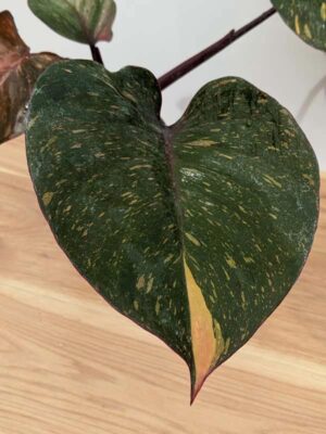 HUGE Philodendron Orange Princess in 4″ pot (Actual Plant First Photos ...