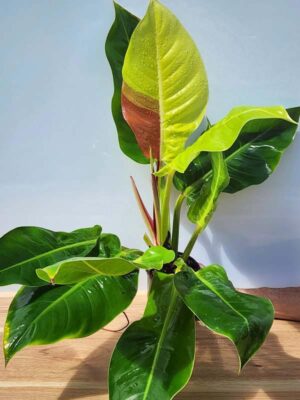 HUGE Philodendron Red Moon (Actual Plant) – Kens Philodendrons