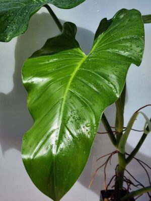 Philodendron Sagittifolium Glossy Heart Leaf Plant (Actual Plant First ...
