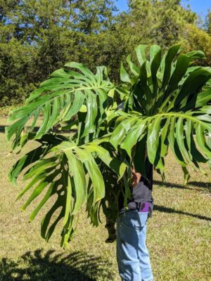 Lg. Monstera Deliciosa Brazilian – Largest Known Form (in 6″ pot ...