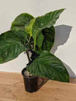MATURE! HUGE Monstera Dubia Plant in 4″ pot (Actual Plant First Photos ...
