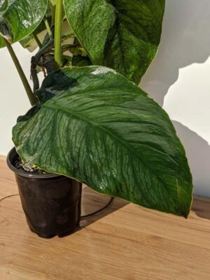 MATURE! HUGE Monstera Dubia Plant in 4″ pot (Actual Plant First Photos ...