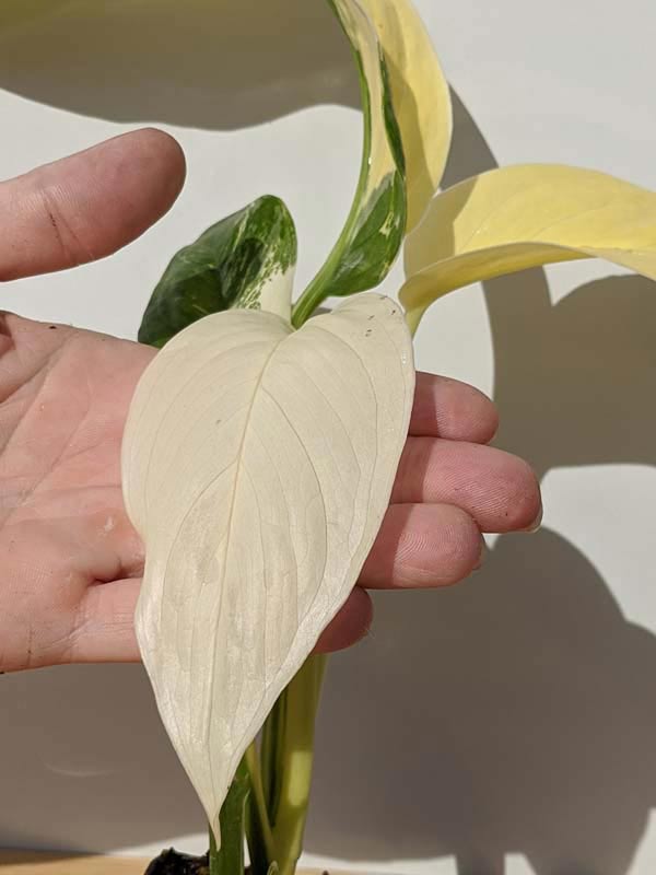 Super White, Monstera Lechleriana Albo Variegata (Excellent Variegation ...