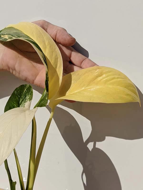 Super White, Monstera Lechleriana Albo Variegata (Excellent Variegation ...
