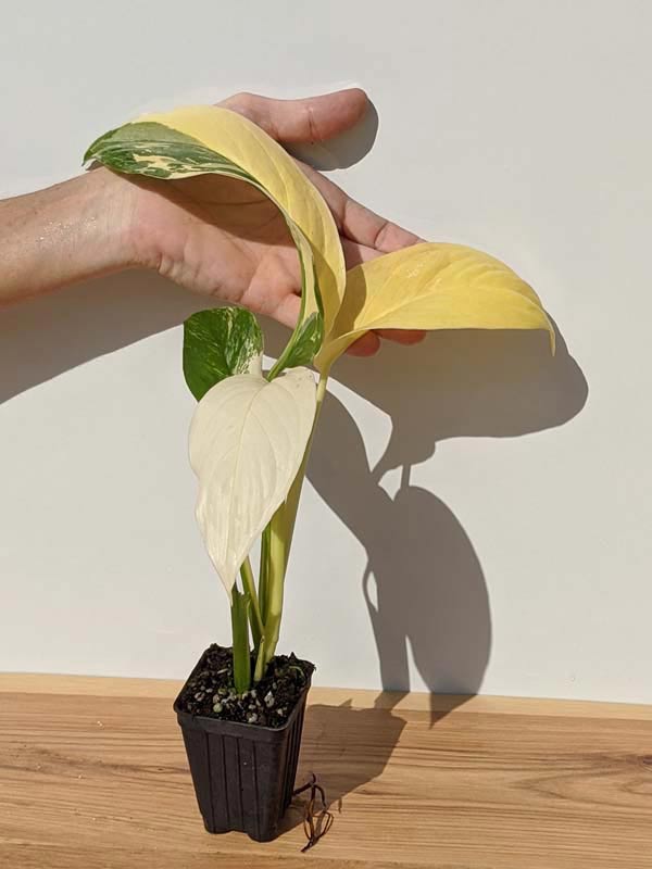 Super White, Monstera Lechleriana Albo Variegata (Excellent Variegation ...