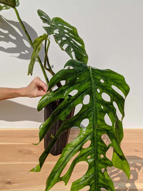 Very Rare, Monstera Punctulata in 4x4x9″ Deep (Actual Plant First Pics ...