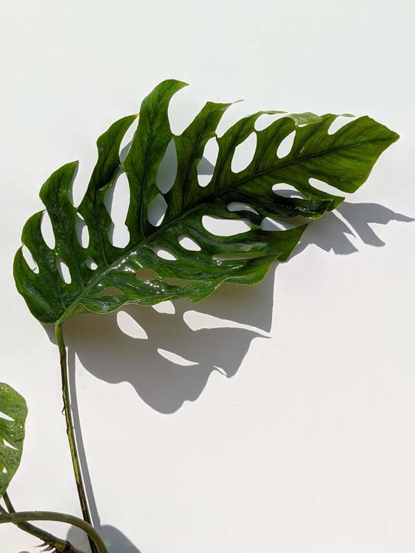 Very Rare, Monstera Punctulata in 4x4x9″ Deep (Actual Plant First Pics ...