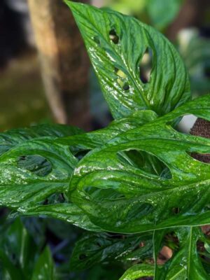 Monstera Calacali Ecuador Plant – Kens Philodendrons