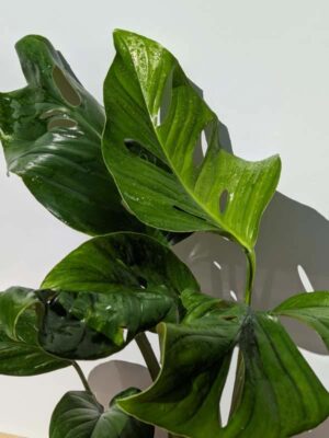 RARE Monstera Dwyeri Croat Hawaii Plant – Kens Philodendrons