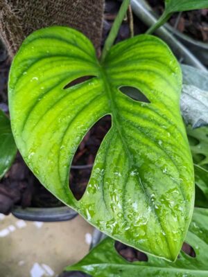 Lg. RARE Monstera Egregia Plant – Kens Philodendrons