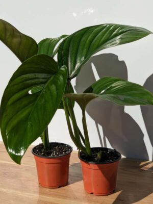 Lg. RARE Monstera Egregia Plant – Kens Philodendrons