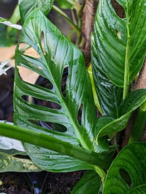 Monstera Radicans Plant – Kens Philodendrons