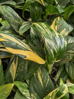 Monstera Standleyana Aura Plant – Kens Philodendrons
