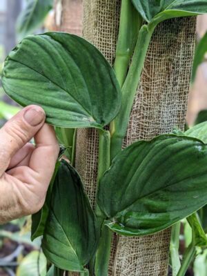 Shop – Page 7 – Kens Philodendrons