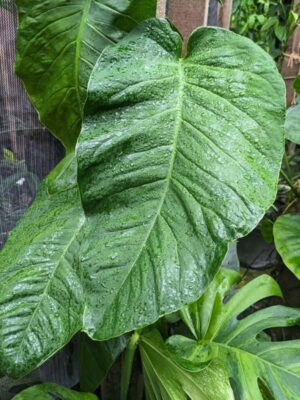 Monstera Velvet Shingle Tuberculata Plant – Kens Philodendrons
