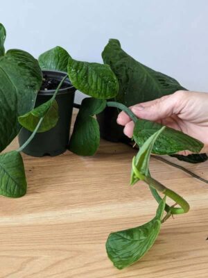 Lg. Giant Velvet Shingle Monstera cf Tuberculata – Kens Philodendrons