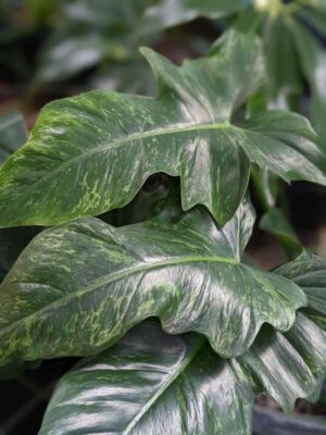 Philodendron Golden Dragon Plant in 3×2.5″ Square – Kens Philodendrons