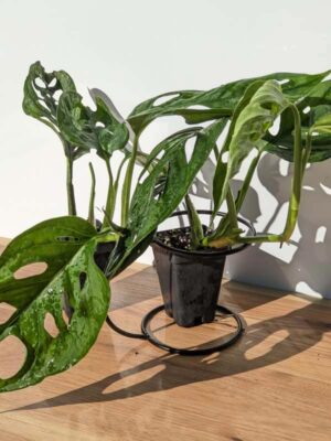 Monstera Calacali Ecuador Plant – Kens Philodendrons