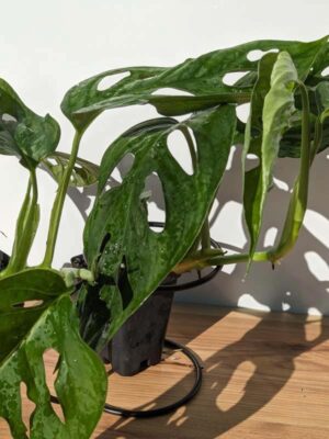 Monstera Calacali Ecuador Plant – Kens Philodendrons