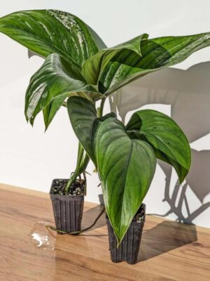 LARGE SPECIMEN Monstera Epipremnoides Plant in 4″ pot (similar to last ...