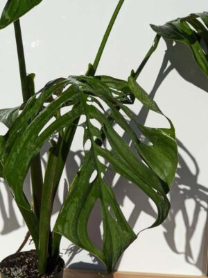 Better Plants – Kens Philodendrons