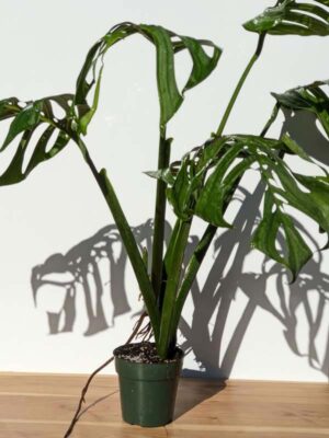 HUGE Monstera Epipremnoides (Actual Plant First Pics) – Kens Philodendrons