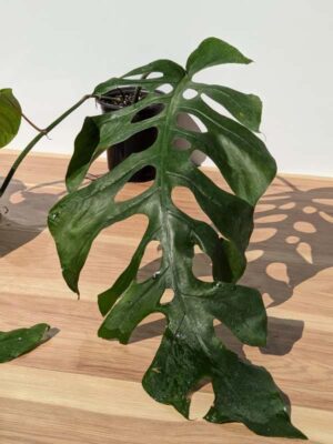 Very Rare, Monstera Punctulata in 4″ Round (Actual Plant First Pics ...