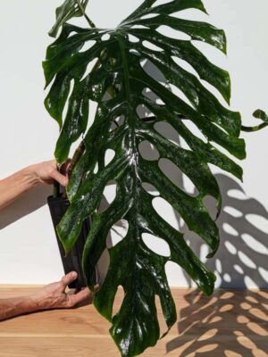 Very Rare, Monstera Punctulata in 4x4x9″ Deep (Actual Plant First Pics ...